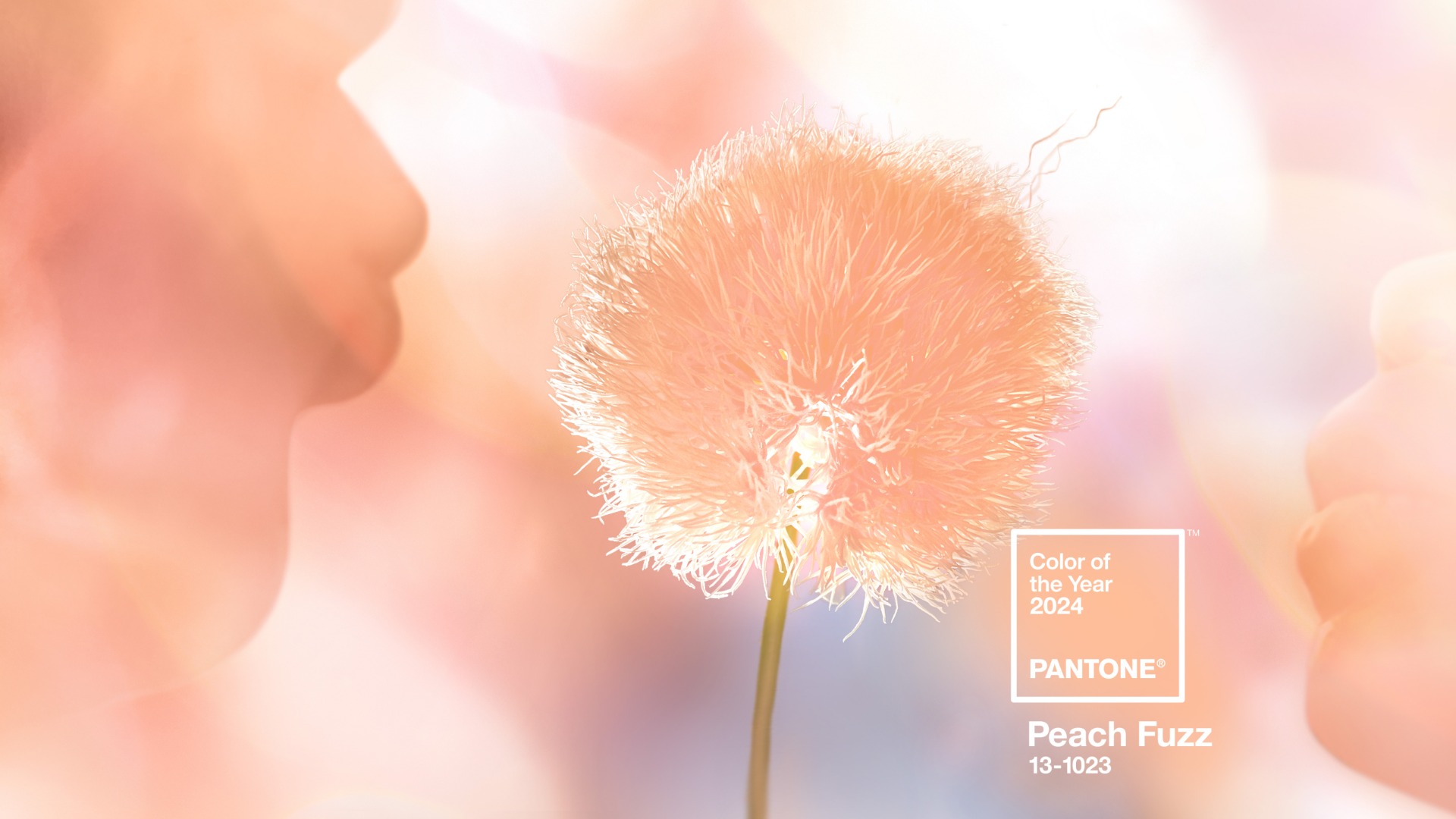 Цвет 2024 — (Pantone) Peach Fuzz 13-1023 | Персиковый, уютный